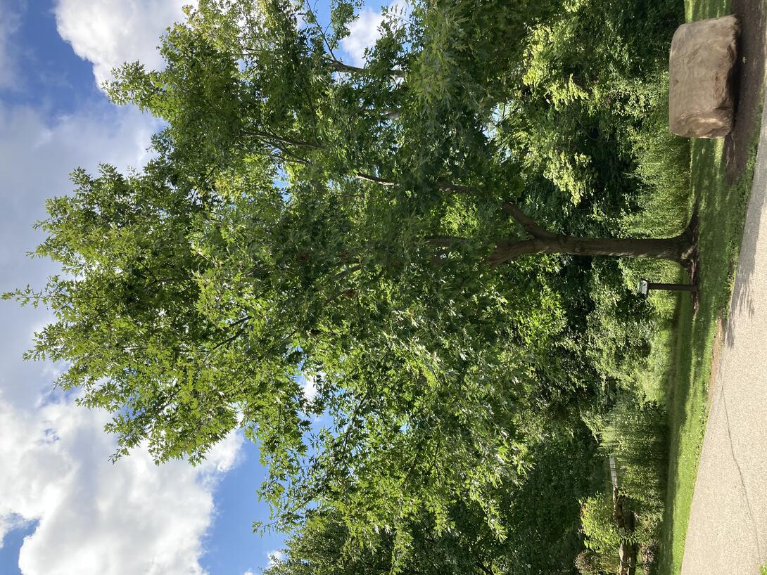 Northern Red Oak | CMP Tree Selection Tool